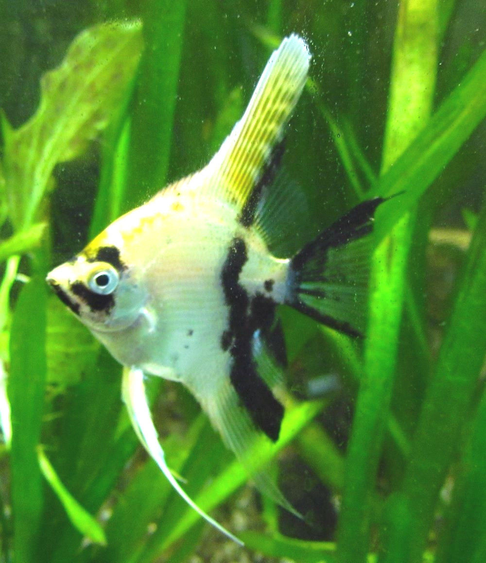 Gold Marble Angelfish - TRiN's Tropical Fish