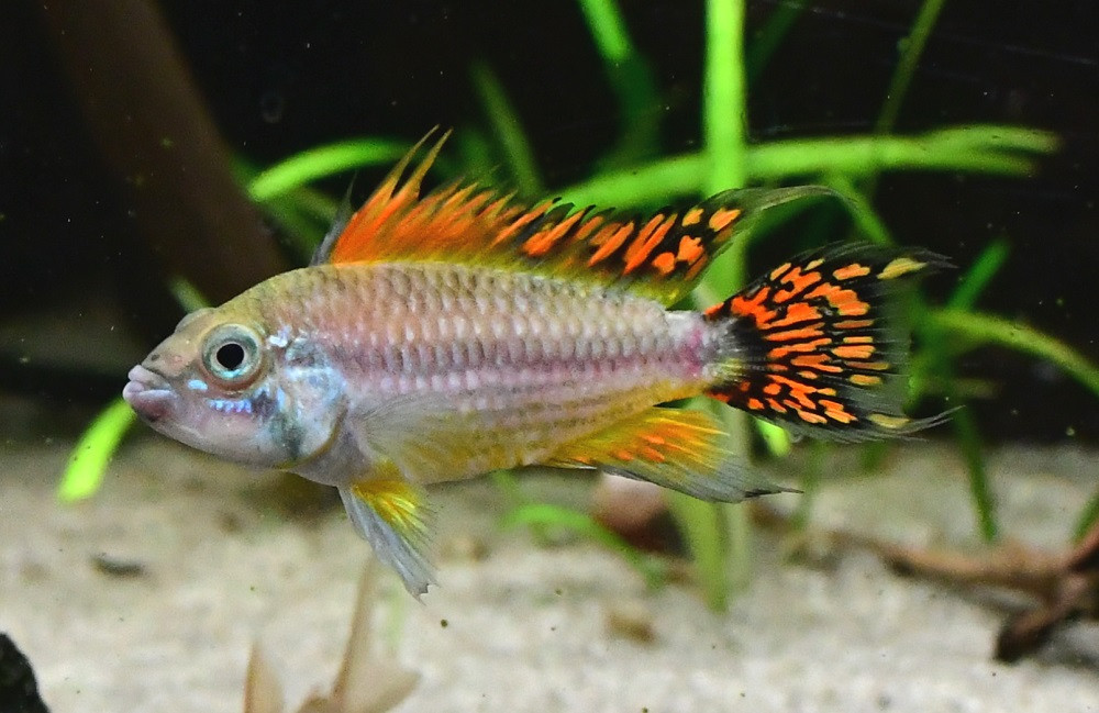 Double Red Apisto Cacatouides Chcilid Pair