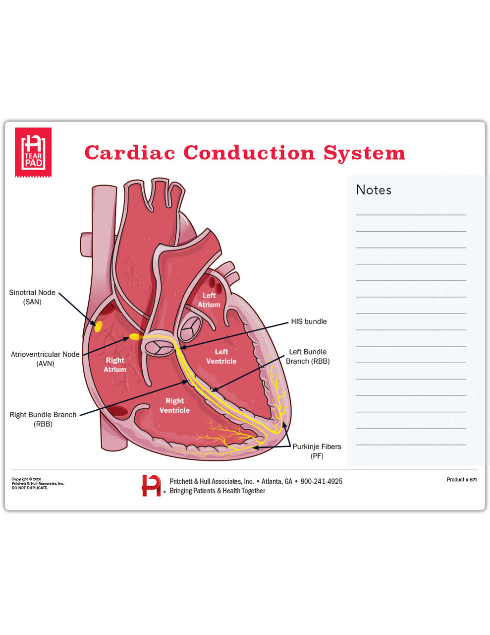 Cardiac Conduction System Tearpad 50 Sheets Per Pad Pritchett And Hull