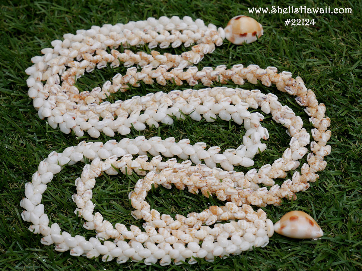 Triple strands Momi pikake style shells lei/Niihau shell lei #22124 ...