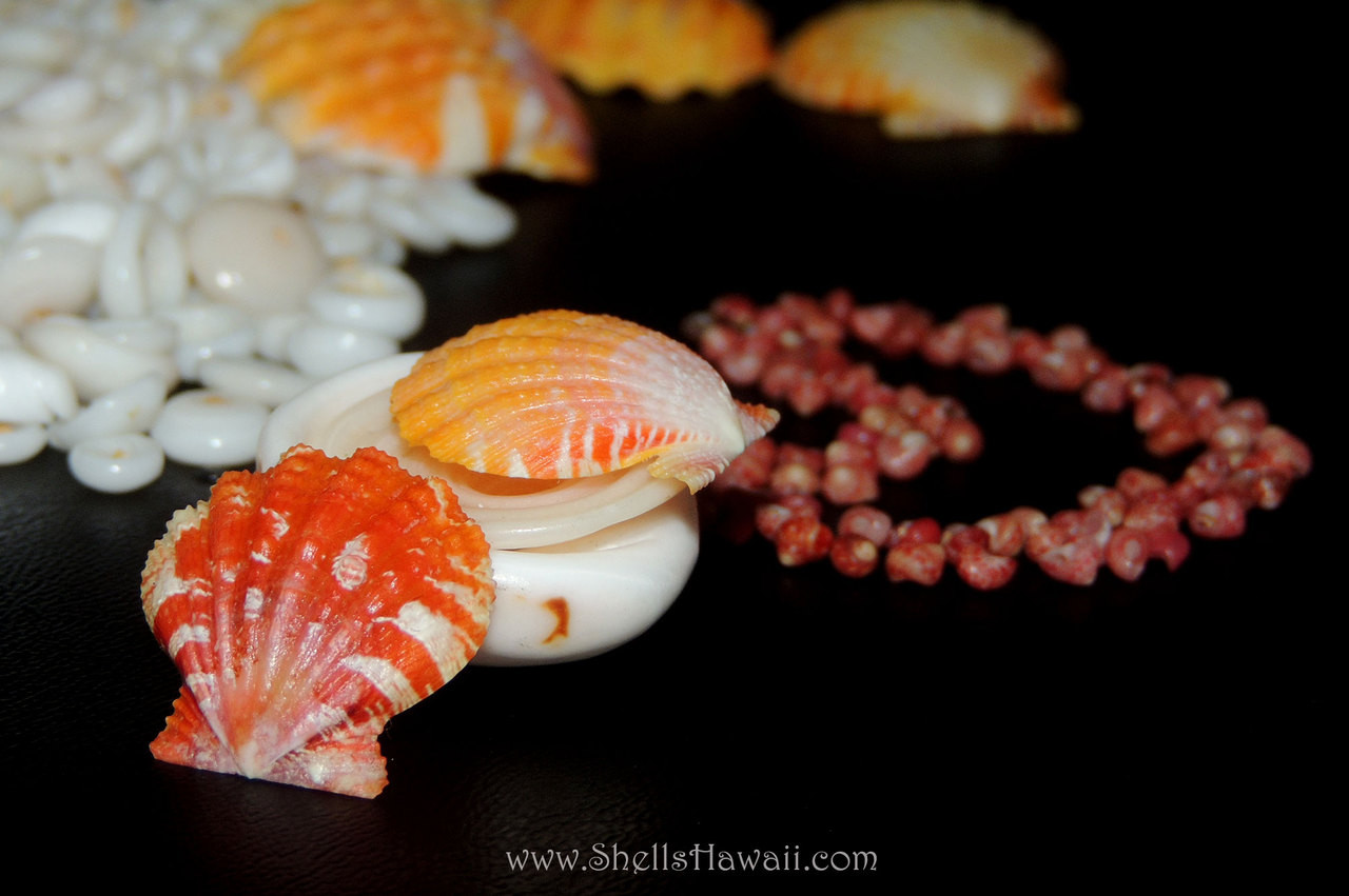 Natural set / Sunrise shell pendant - ShellsHawaii.com