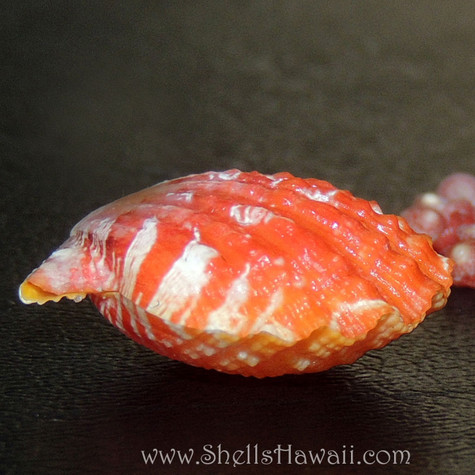 Natural set / Sunrise shell pendant - ShellsHawaii.com