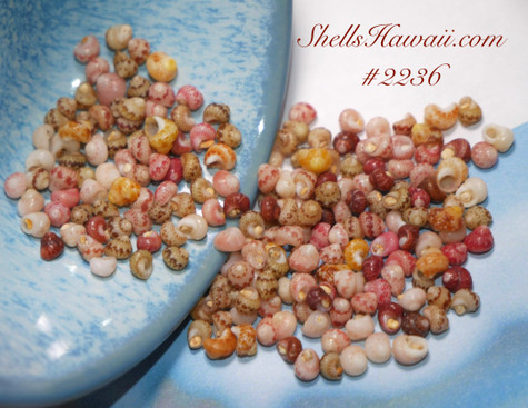 200 pcs Kahelelani shells size 13. Niihau shells supply, Pupu Niihau ...