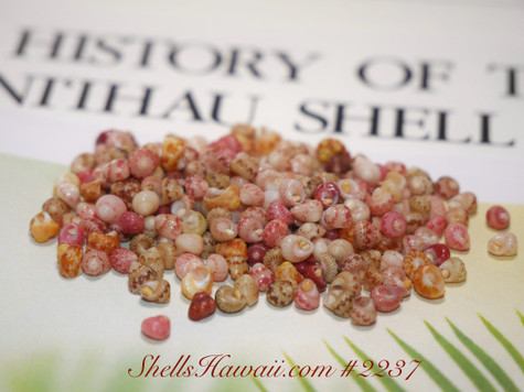 200 pcs Niihau shells supply, Pupu Niihau Kahelelani shells #2337 ...