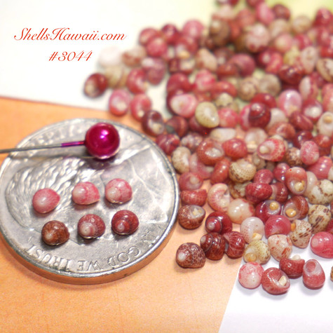 200 pcs mix color size 11 of Pupu Niihau Kahelelani shells supply ...