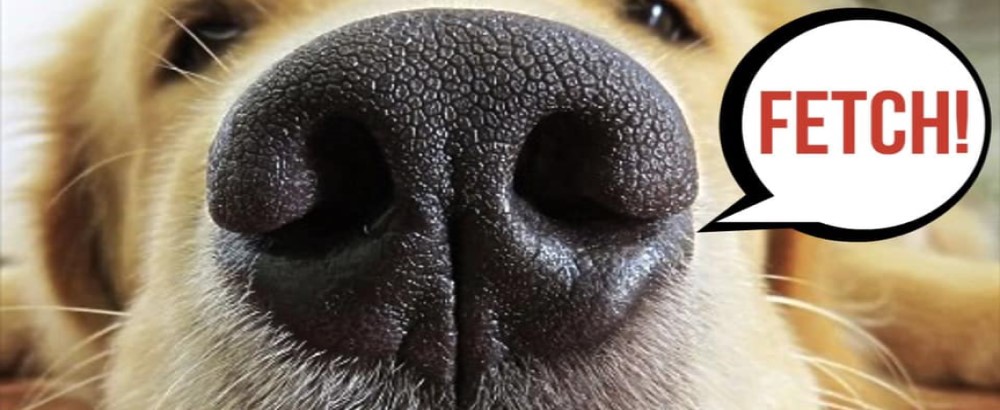 WOODIN' YOU PAMPERED PAWS