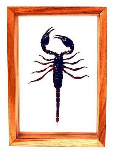 Giant Scorpion - 10" x 7" : Scorpion Specimen Framed, Reliefs & Wall Han