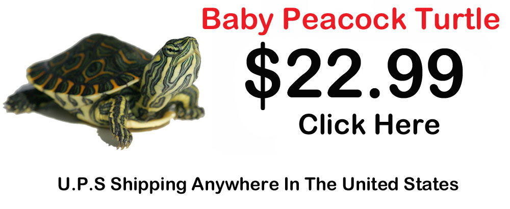 Turtle Store | Buy Turtles Online | Turtle Accessories - My Turtle Store