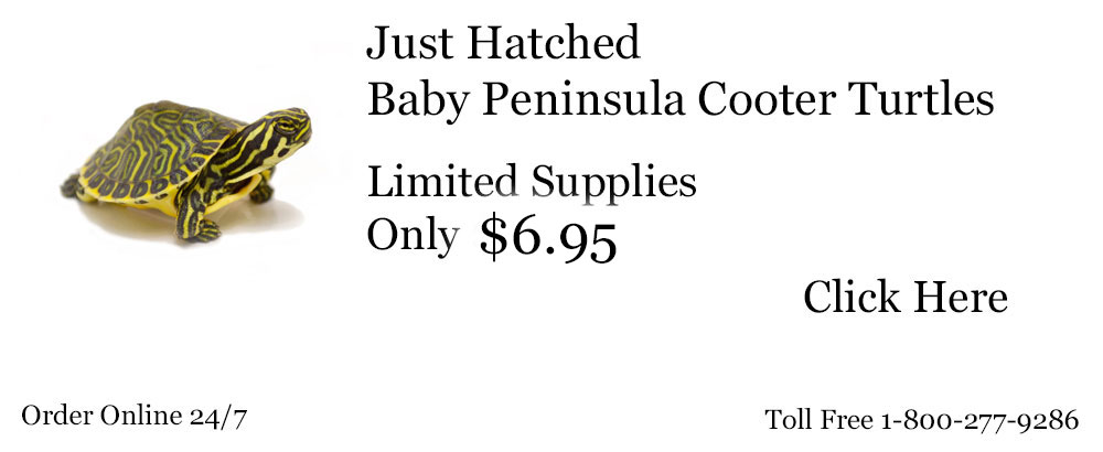 Turtle Store | Buy Turtles Online | Turtle Accessories - My Turtle Store