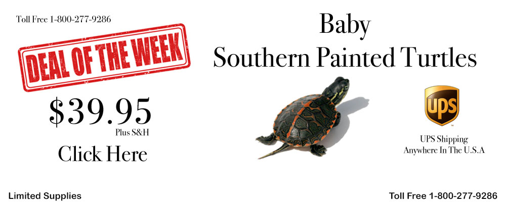 Turtle Store | Buy Turtles Online | Turtle Accessories - My Turtle Store