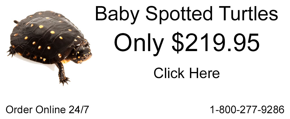 Turtle Store | Buy Turtles Online | Turtle Accessories - My Turtle Store