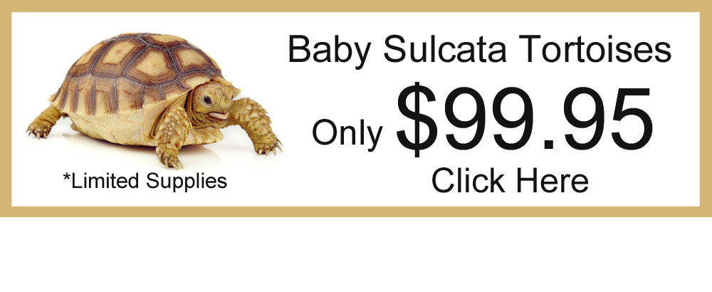 Turtle Store | Buy Turtles Online | Turtle Accessories - My Turtle Store