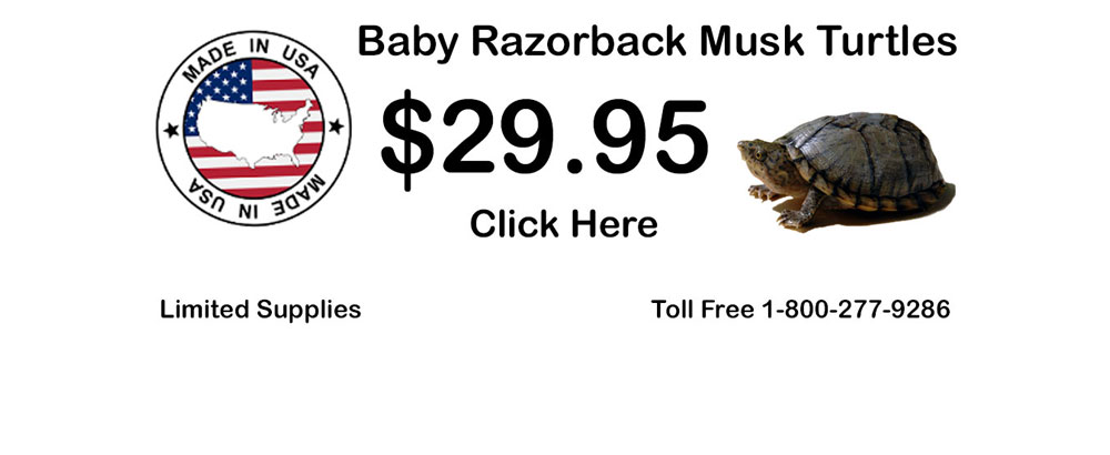 Turtle Store | Buy Turtles Online | Turtle Accessories - My Turtle Store