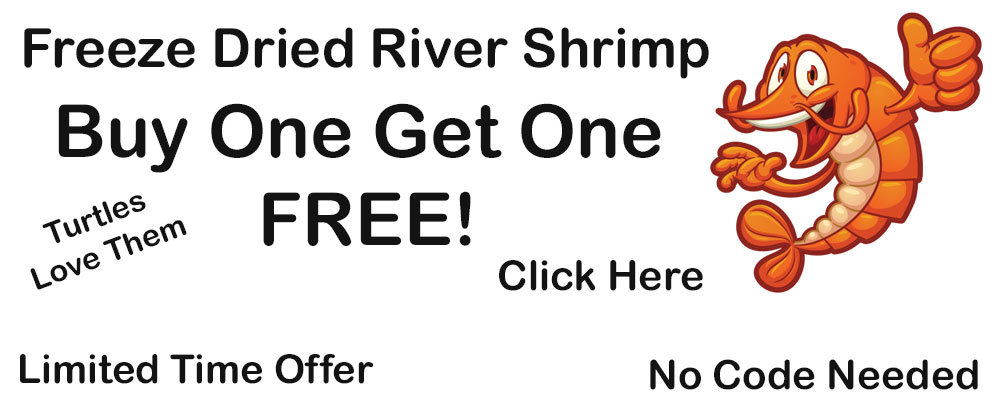 Turtle Store | Buy Turtles Online | Turtle Accessories - My Turtle Store