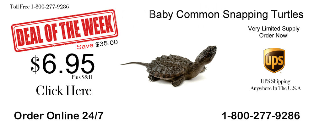 Turtle Store | Buy Turtles Online | Turtle Accessories - My Turtle Store