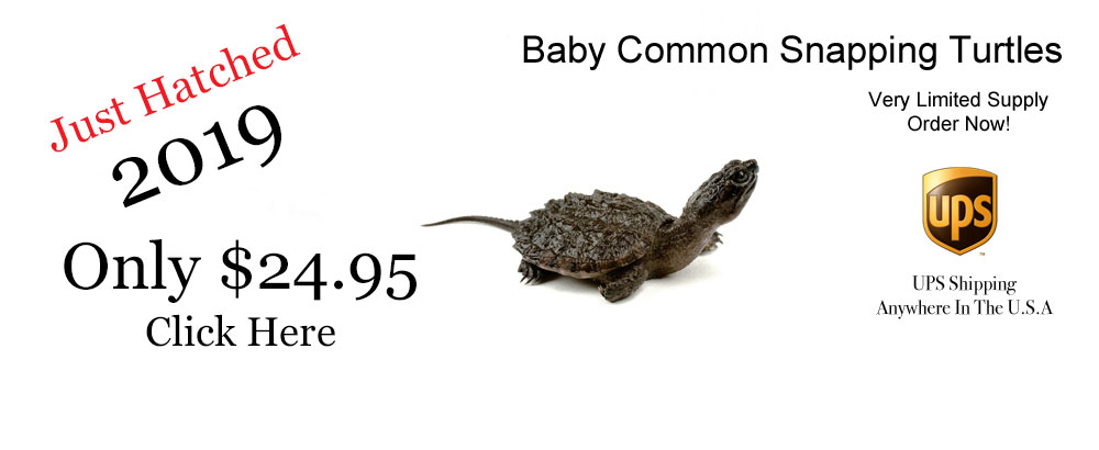 Turtle Store | Buy Turtles Online | Turtle Accessories - My Turtle Store