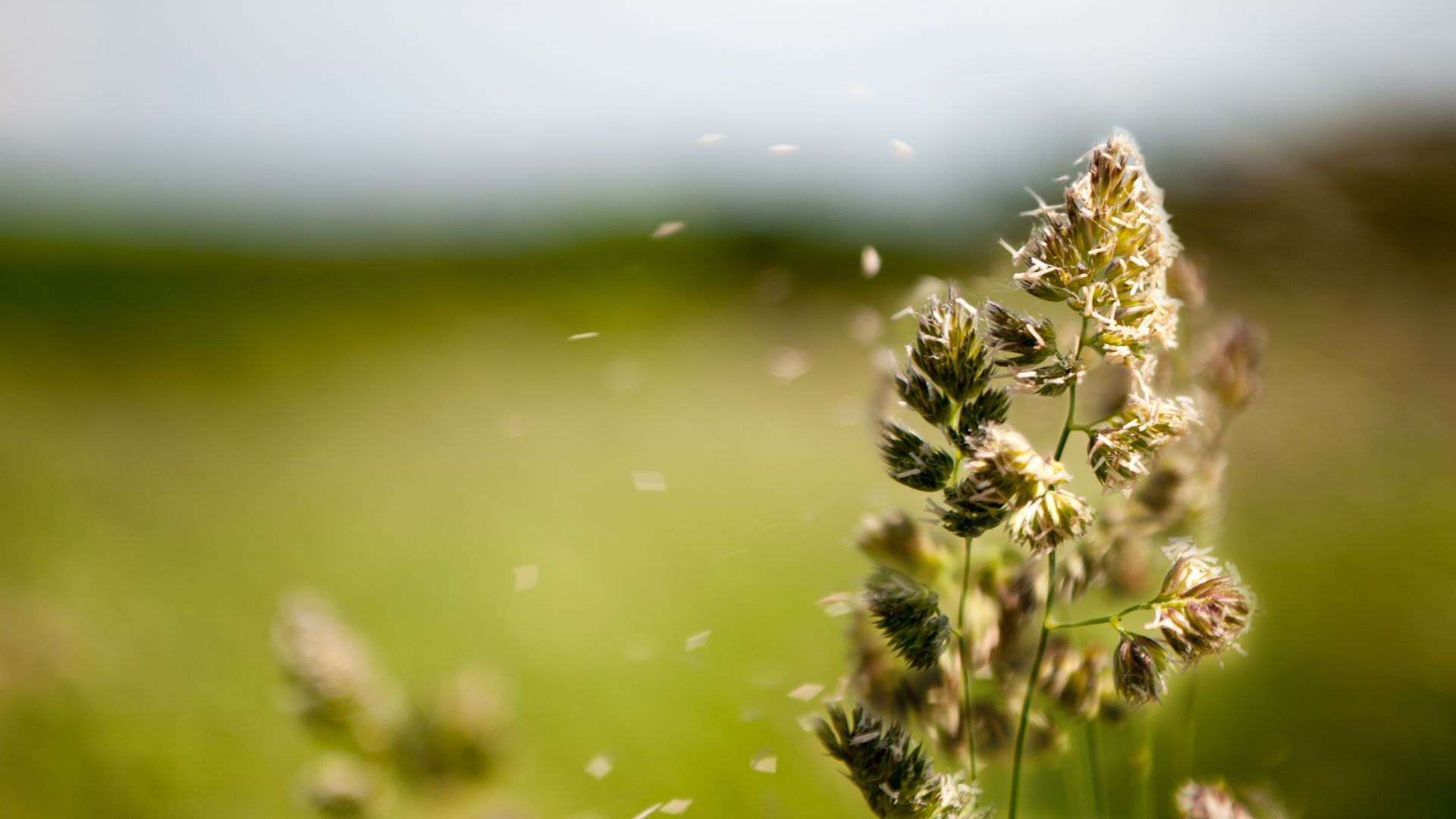 Understanding Pollen Allergies: Types of Pollen and Their Effects ...
