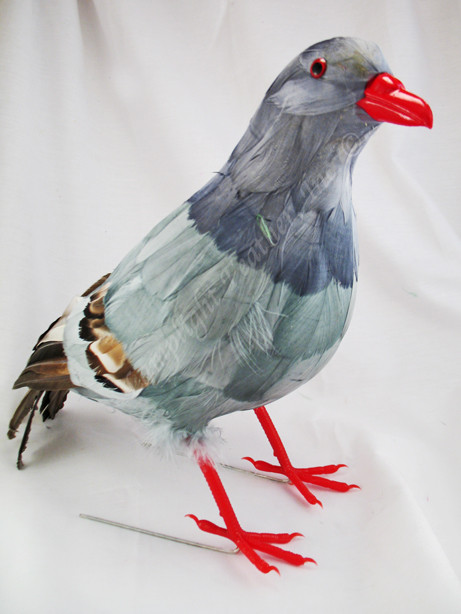 artificial selection pigeon