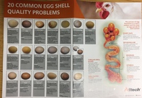 Common Egg Shell Quality Problems - DooKashi