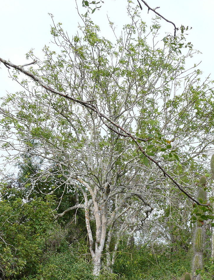 Palo Santo - Lisa's Herbs and Oils