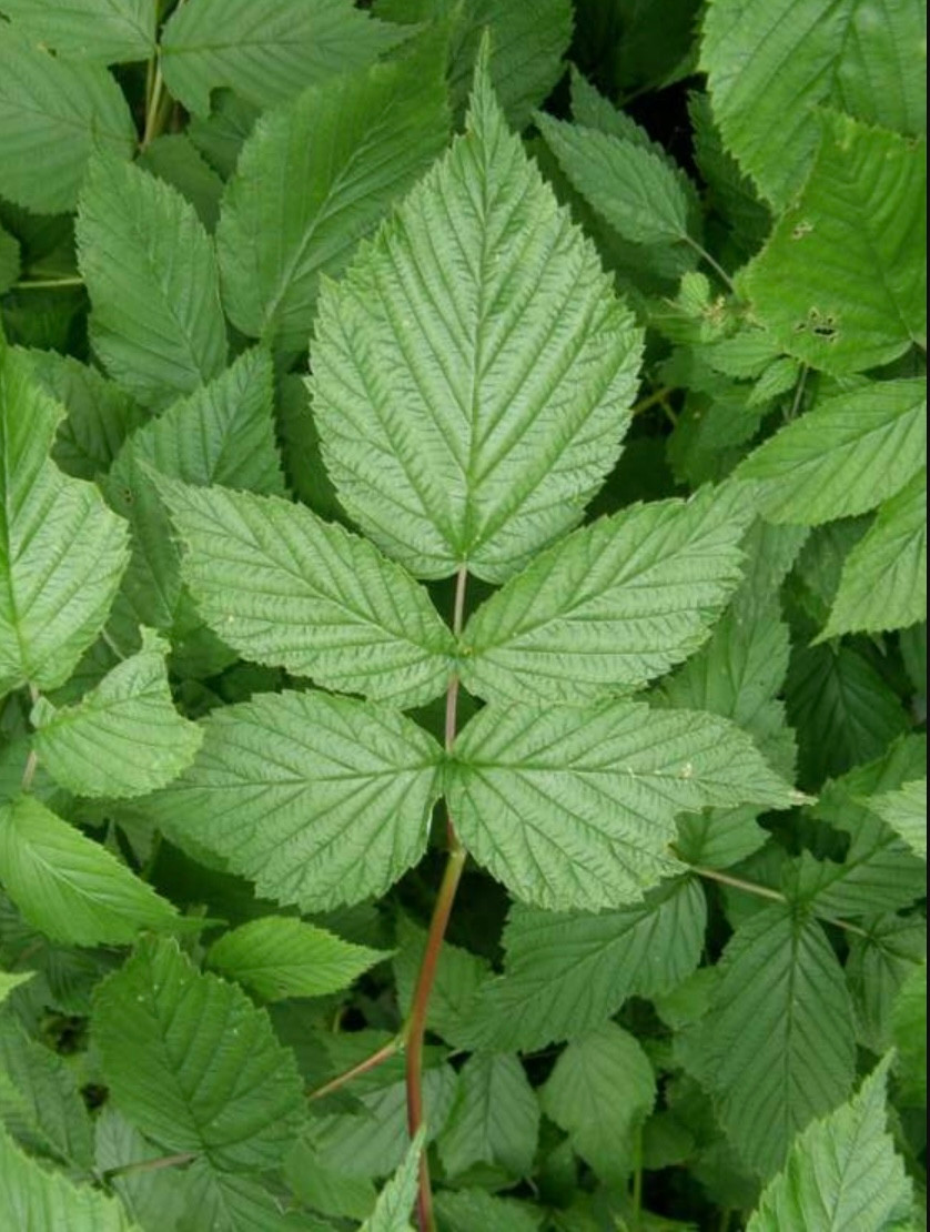 Wild Raspberry Leaves