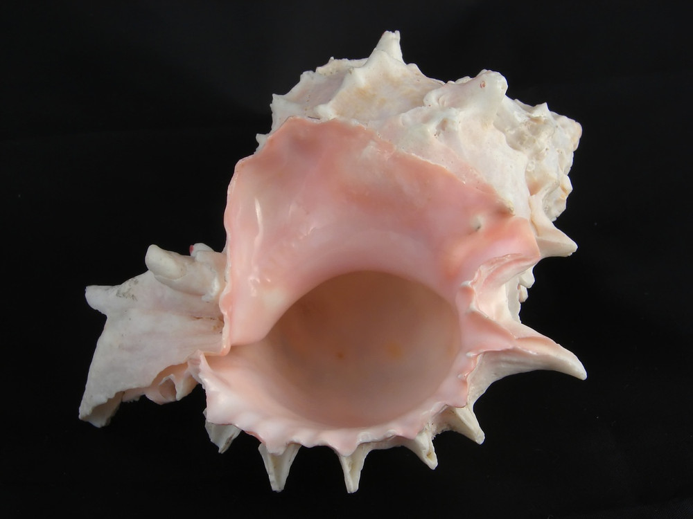 Pink Murex Shells 3" (Pack of 2) | Shark and Reef