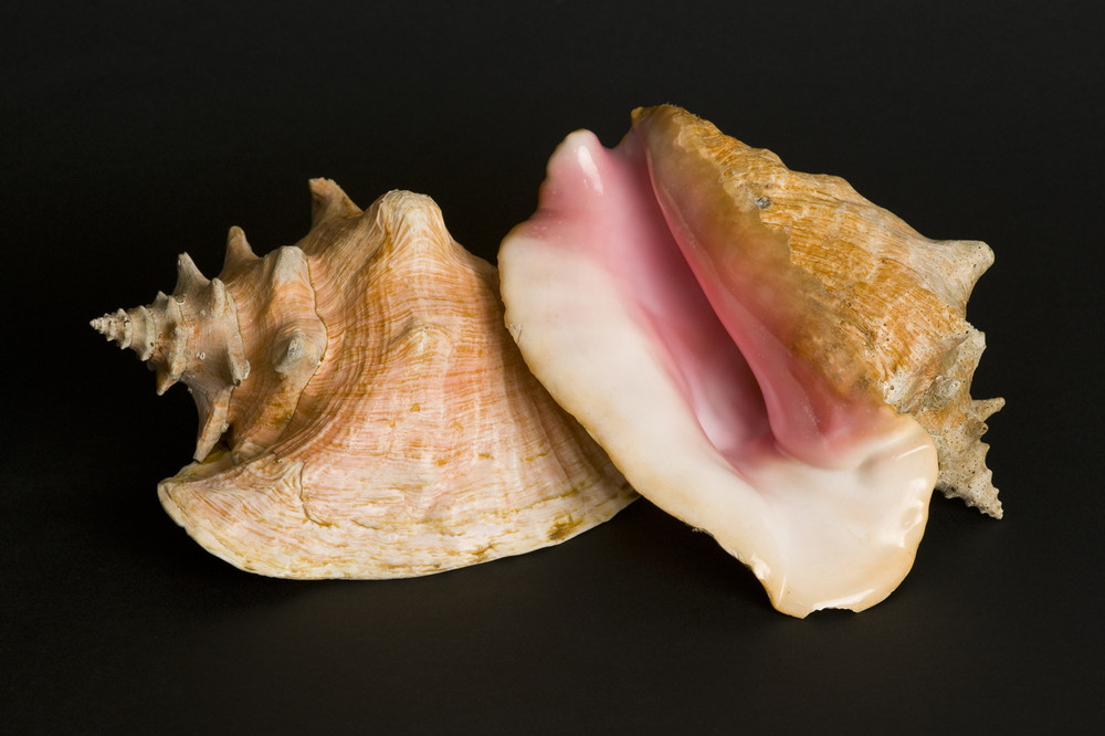 Pink Conch (1 Piece, Large) | Shark and Reef