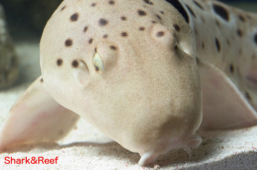 epaulette shark