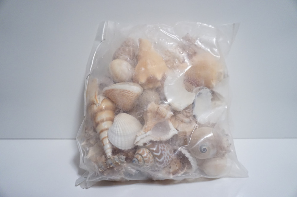 Assorted Sea Shell Pack (2 Pound Bag) | Shark and Reef
