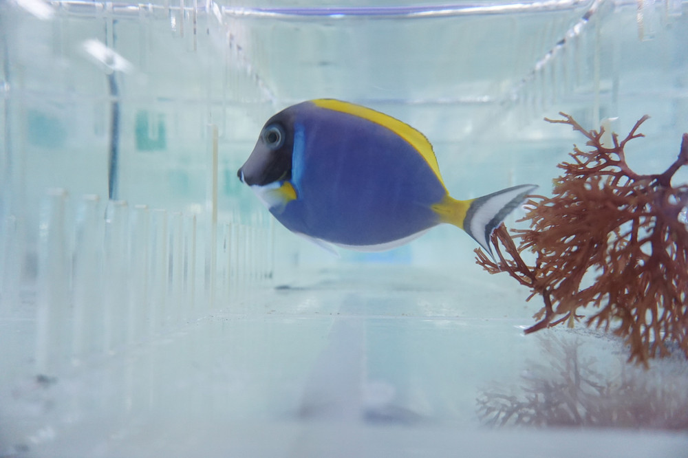 Powder Blue Surgeon - Acanthurus leucosternon | Shark and Reef