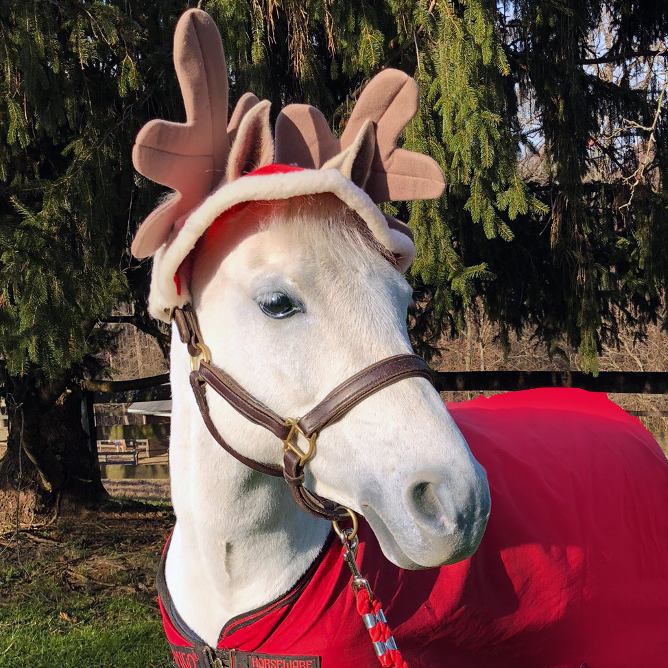 Holiday Horse Wear, Two Ear Reindeer Hat