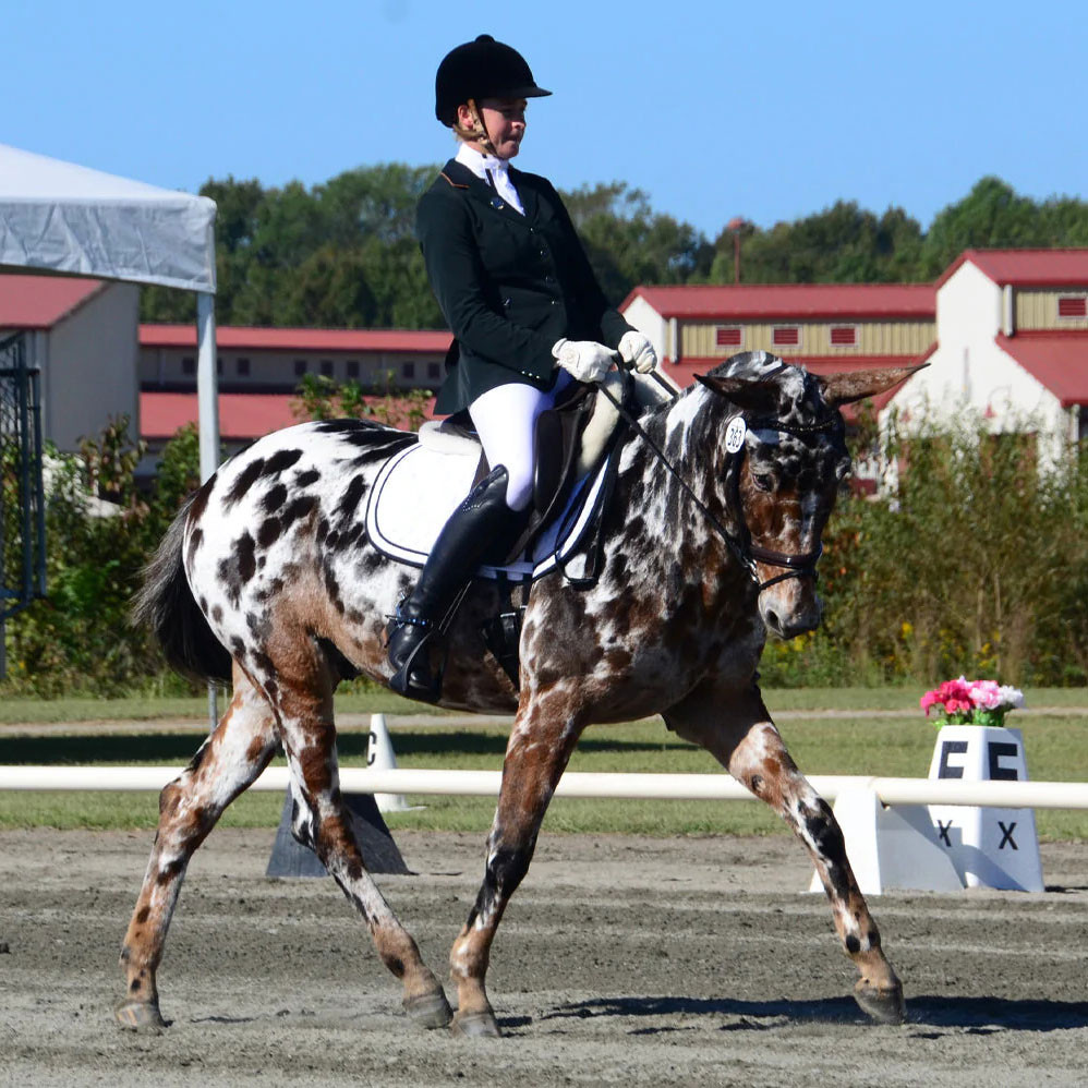Breyer Buckeye, Dressage Mule