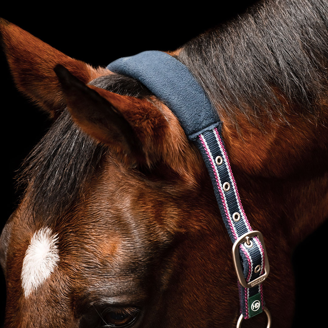 Rambo Padded Halter, Navy.Burgundy, Pony & Cob