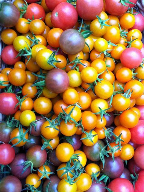 TOMATO (Pomodoro) Cherry Mix NEW - The Italian Gardener Pty Ltd